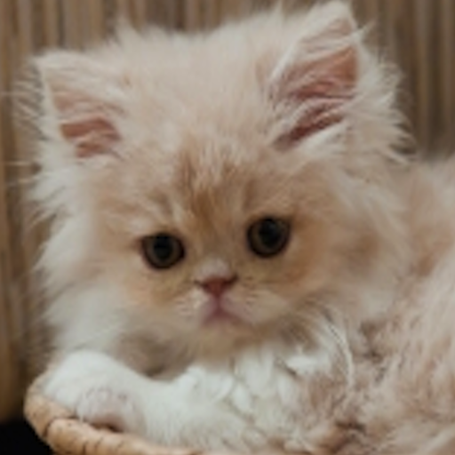 CUTE BABY ANIMALS 3D WALLPAPER:Amazon.com:Appstore for Android