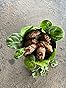 Parwana: Recipes and Stories from an Afghan Kitchen: Ayubi, Durkhanai ...