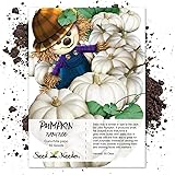 Amazon.com : 15 WHITE BABY BOO MINI PUMPKIN Miniature Cucurbita Pepo ...