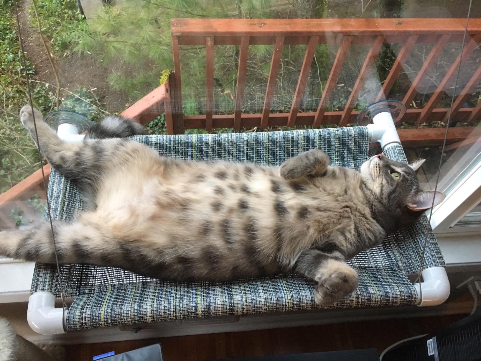 Pictures – Kitty Cot Original™