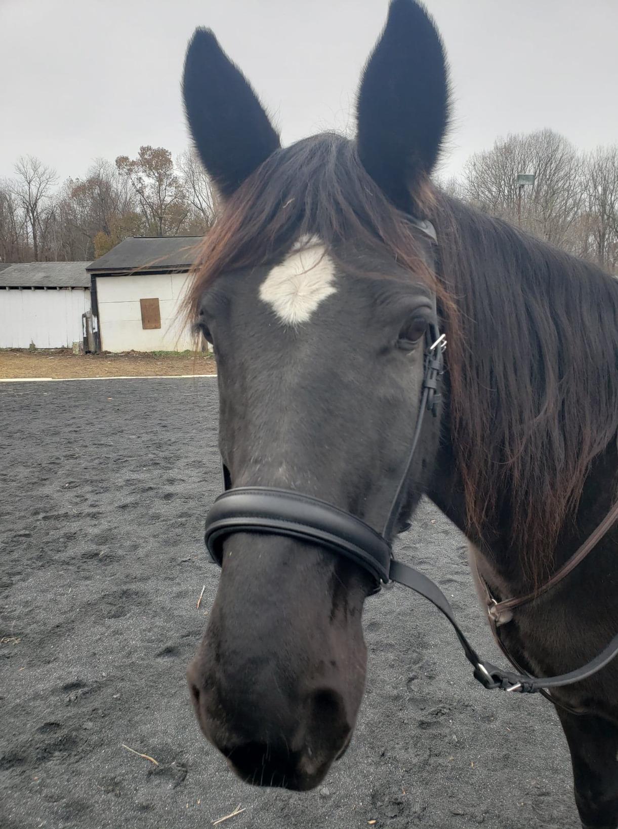 $17/mo - Finance Wonder Care Genuine English Leather Crossover ...