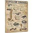 Amazon.com: HYBLOM Vintage Types Of Snakes Metal Sign - Educational Tin ...