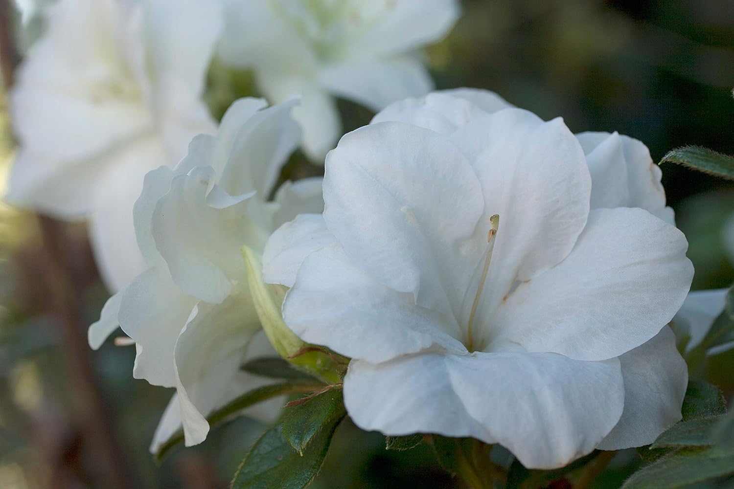 Amazon.com : Encore Azalea Autumn Moonlight Azalea 2 Gal, White Blooms ...