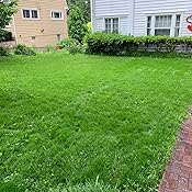 Amazon.com : X-Seed 440AS0135UCT-5 MicroLawn Grass & Micro-Clover ...