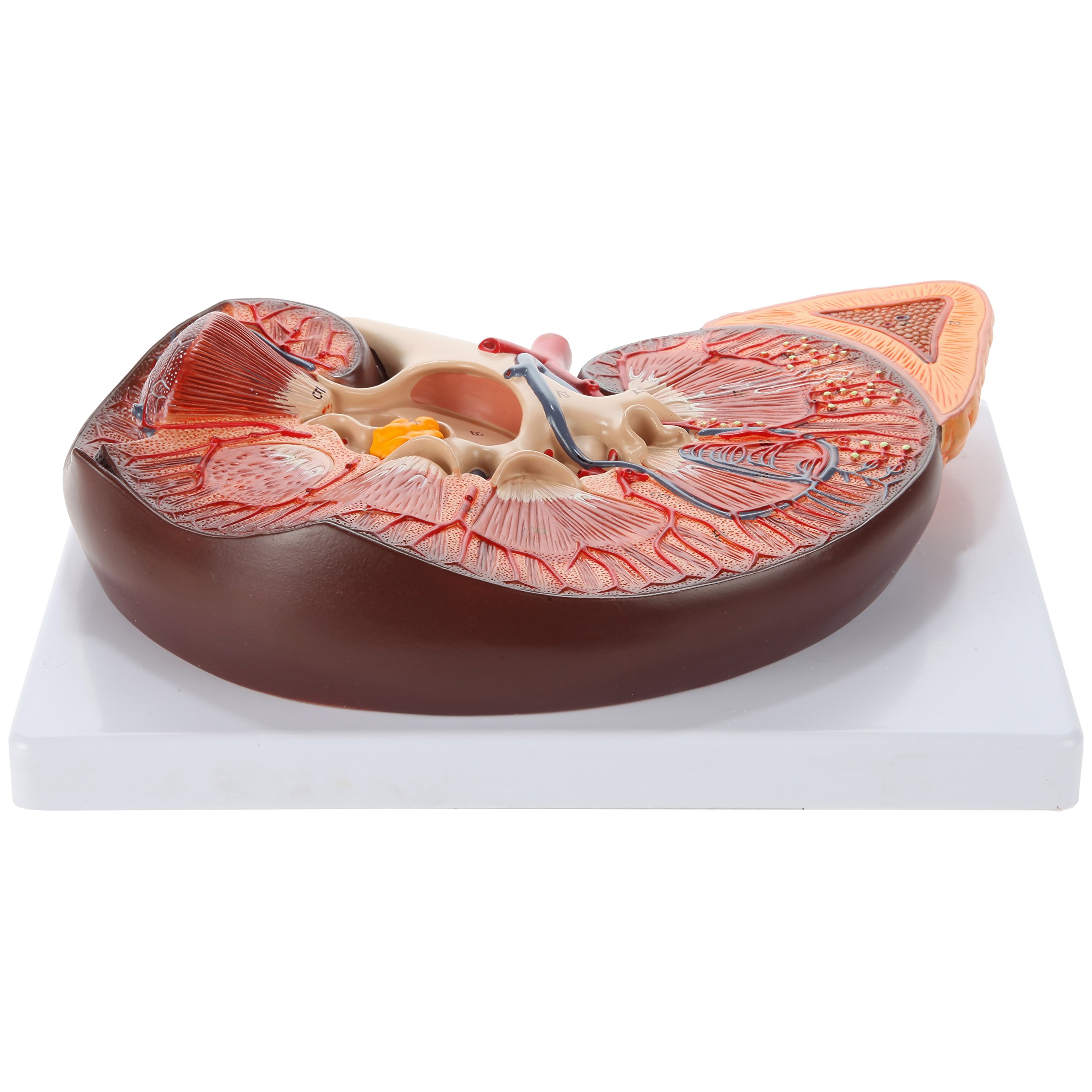 Mua Axis Scientific Human Kidney Model | Anatomical Model is Enlarged ...