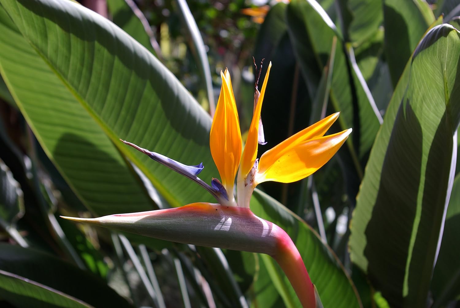 Asklepios-seeds® - 30 Seeds of Strelitzia Reginae, Strelitzia, Crane ...