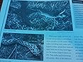 Awesome Snake Science!: 40 Activities for Learning About Snakes (2 ...