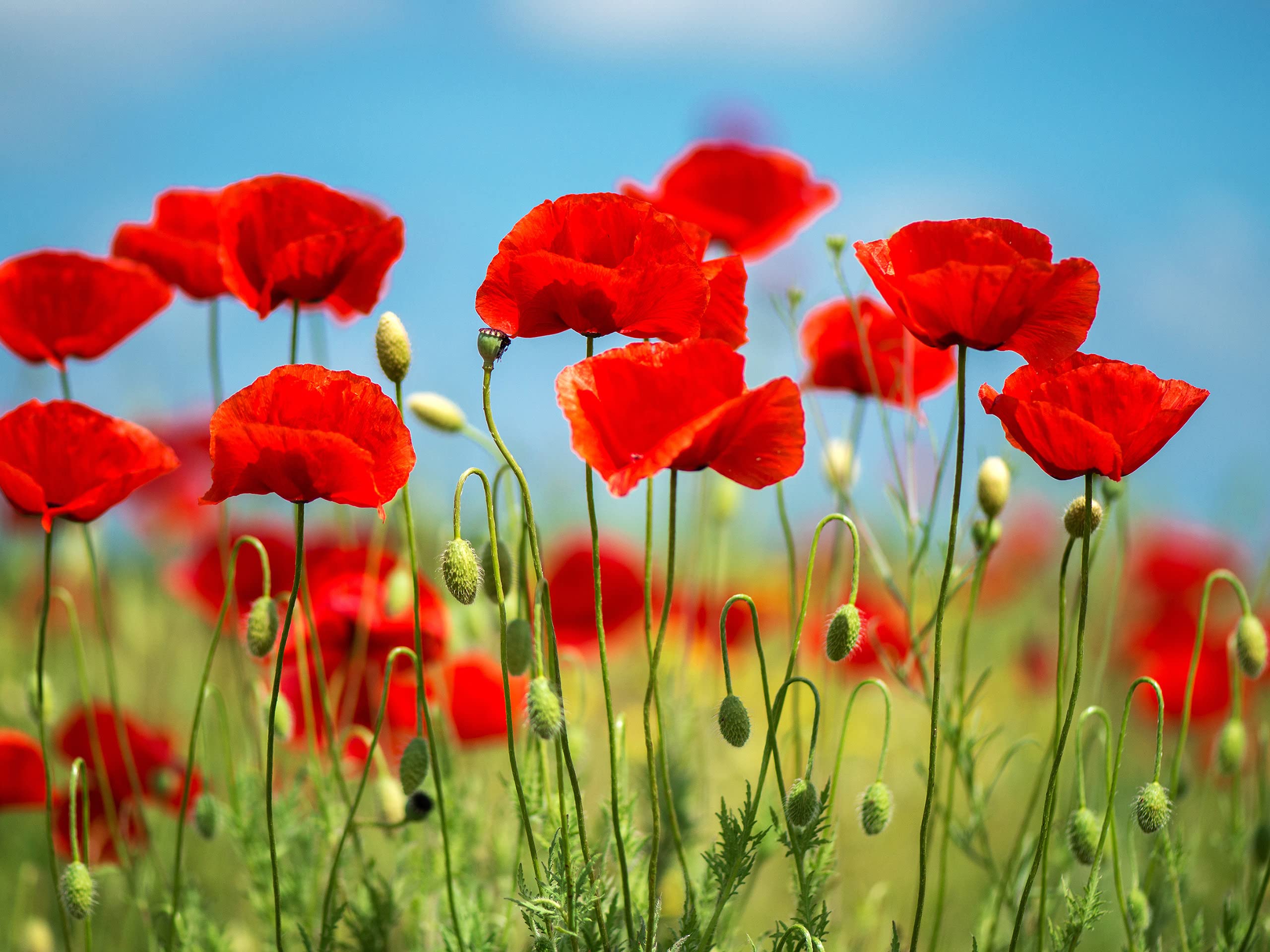 Watch The Botanist's Eye: Identifying the Plants around You | Prime Video