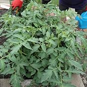 Amazon.com : Black Sea Man Heirloom Tomato Premium Seed Packet : Garden ...