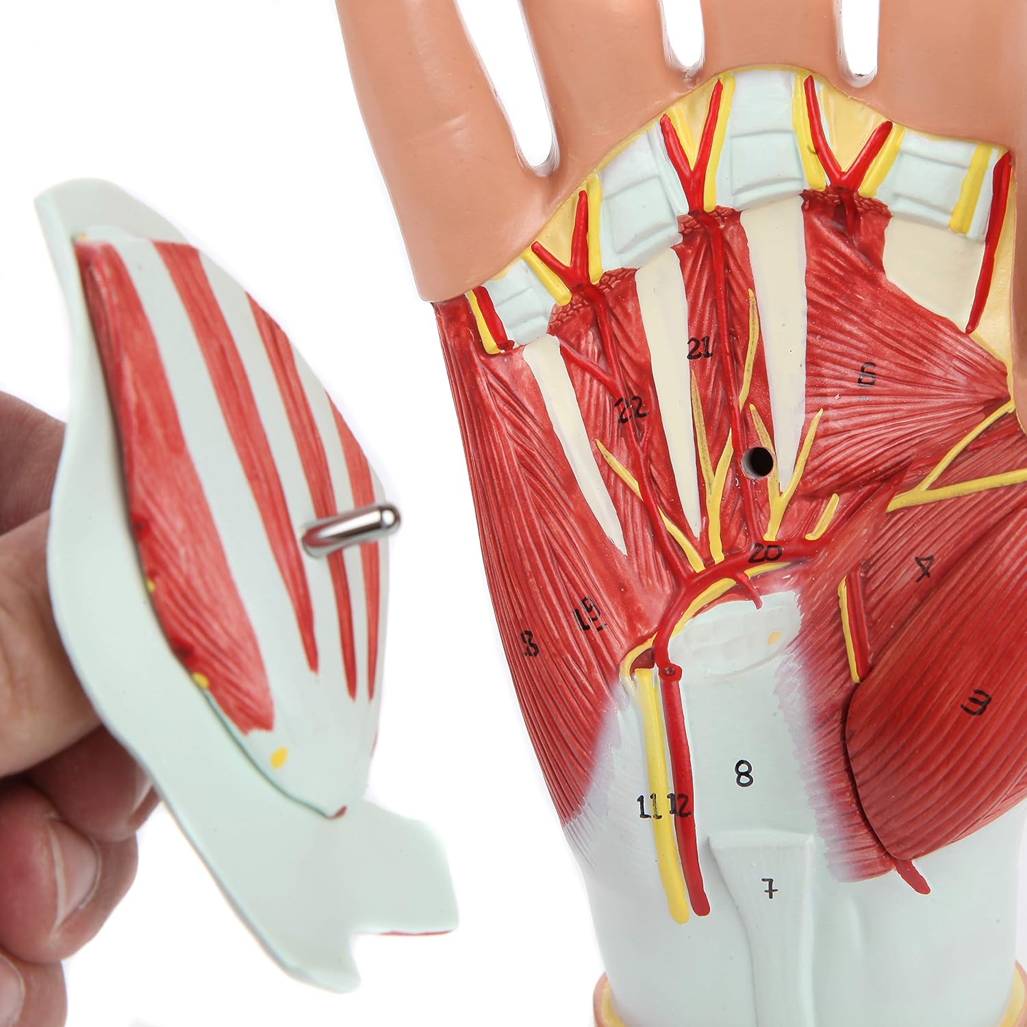 Axis Scientific Human Hand Model Shows Tendons 3 Year Warranty Veins ...