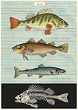 Amazon.com: Cavallini & Co. Natural History Fish Decorative Decoupage ...