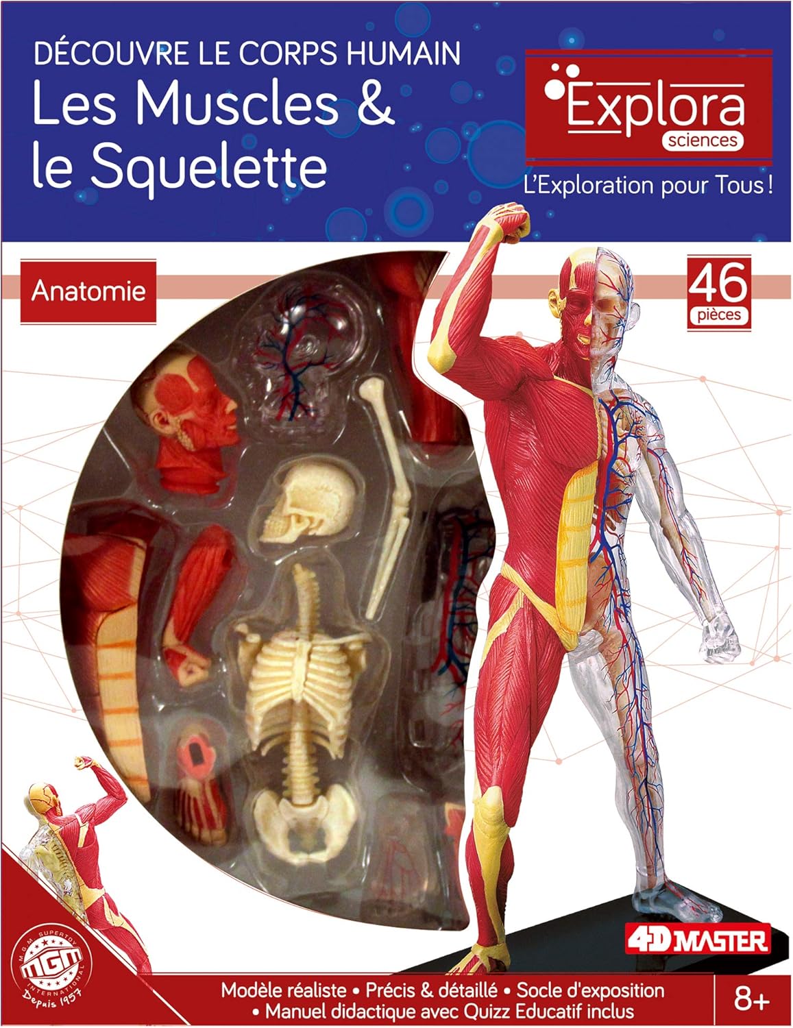 EXPLORA 546058 Realistic Model of 46 Pieces 19 cm Skeleton with ...