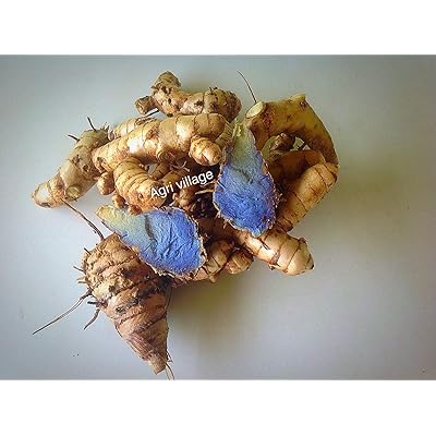 4 Rhizomes of Rare Black Turmeric (Curcuma Philippines | Ubuy