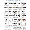 Amazon.com: Tackle Box I.D. South Carolina Saltwater Fish ...