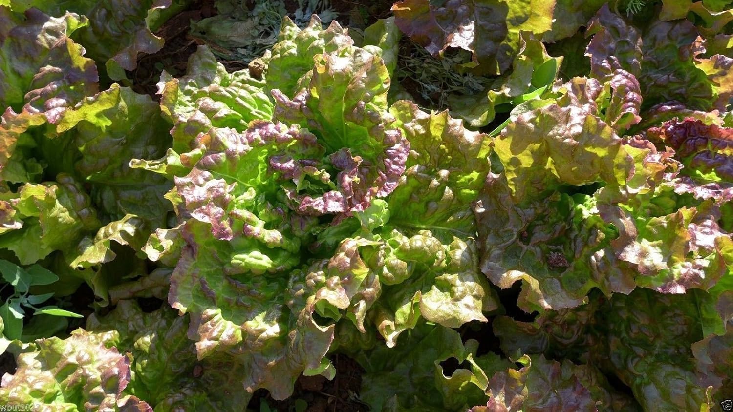 Amazon.com : Prizehead Looseleaf Lettuce Seeds ORGANIC Non GMO SEED ...