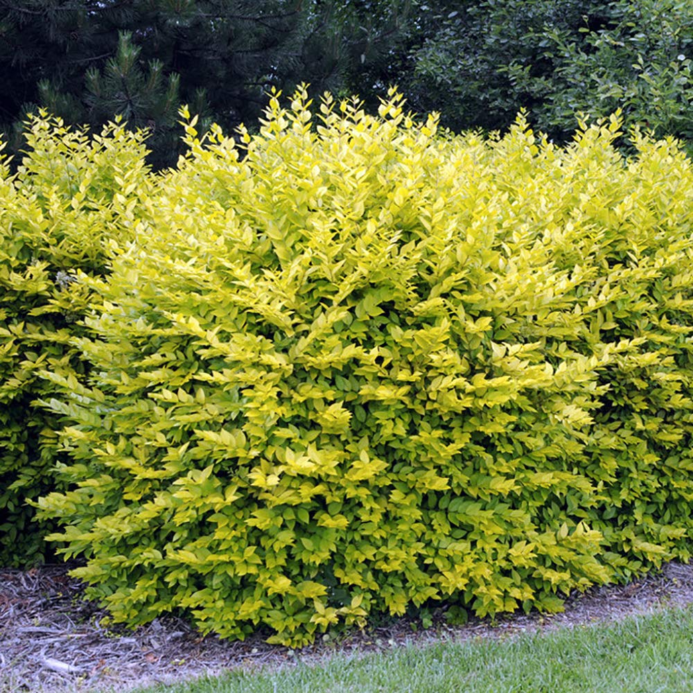 Hedges & Shrubs Ligustrum ovalifolium Aureum Golden Privet Bush in 9cm ...