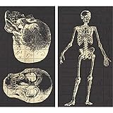 Amazon.com: HomArt Large Decorative Butterfly Insect Matches : Health ...