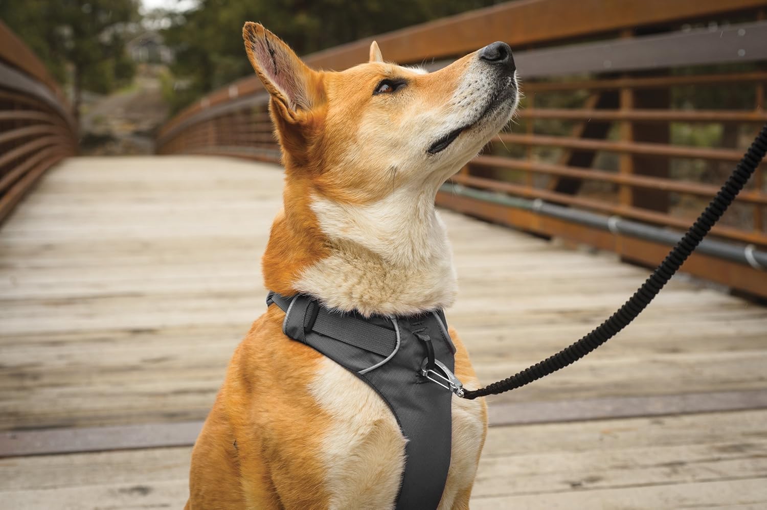 Best No Pull Dog Harness 2020 Double Check With Your Current One 