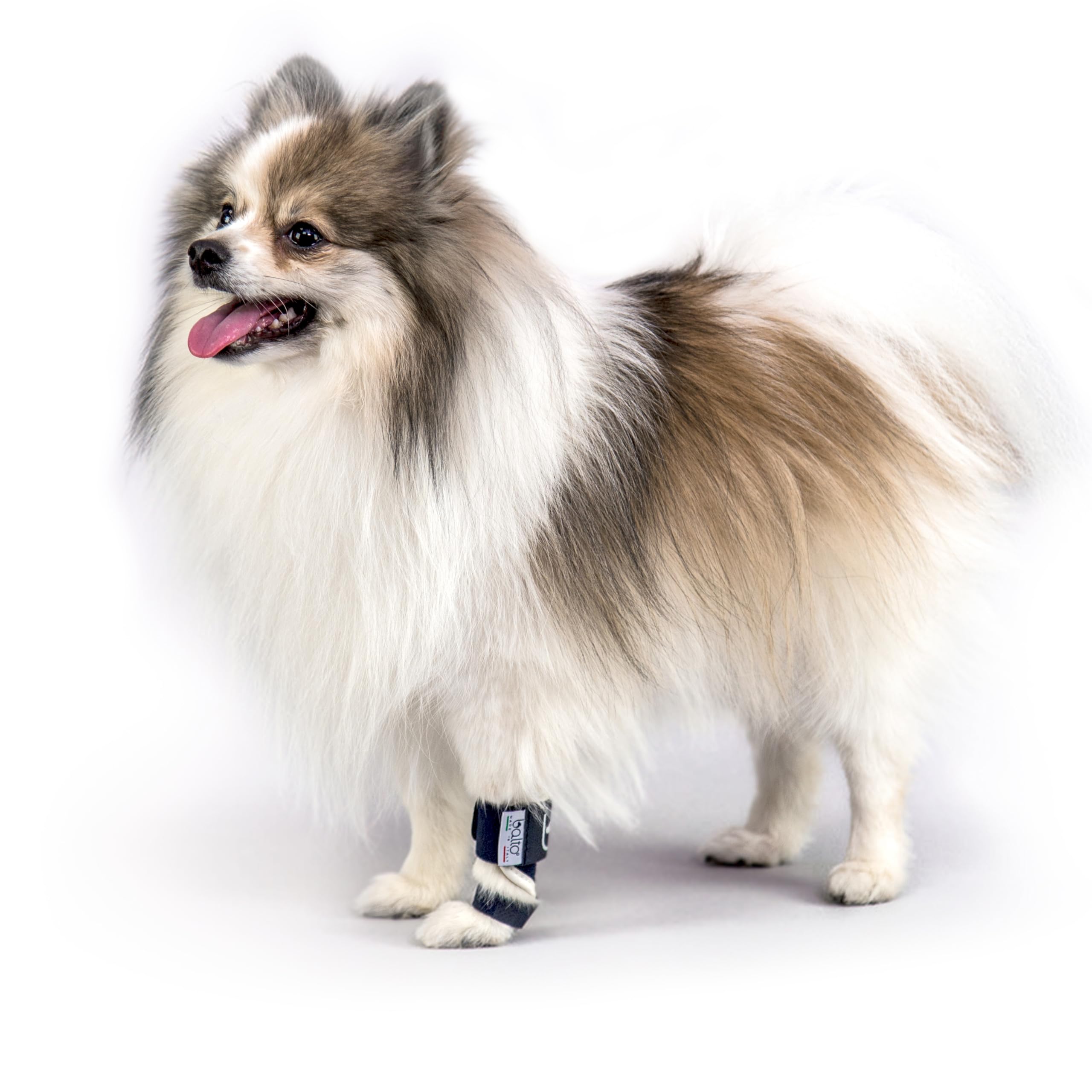Balto Splint Carpal/Tarsal Brace- Hyperextension Dog Brace – Brace with ...