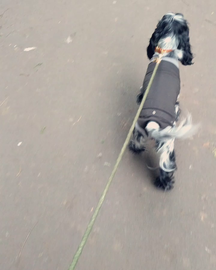 Buster Body Suit Easygo for Dogs, 19 in, Medium: Amazon.co.uk: Pet Supplies