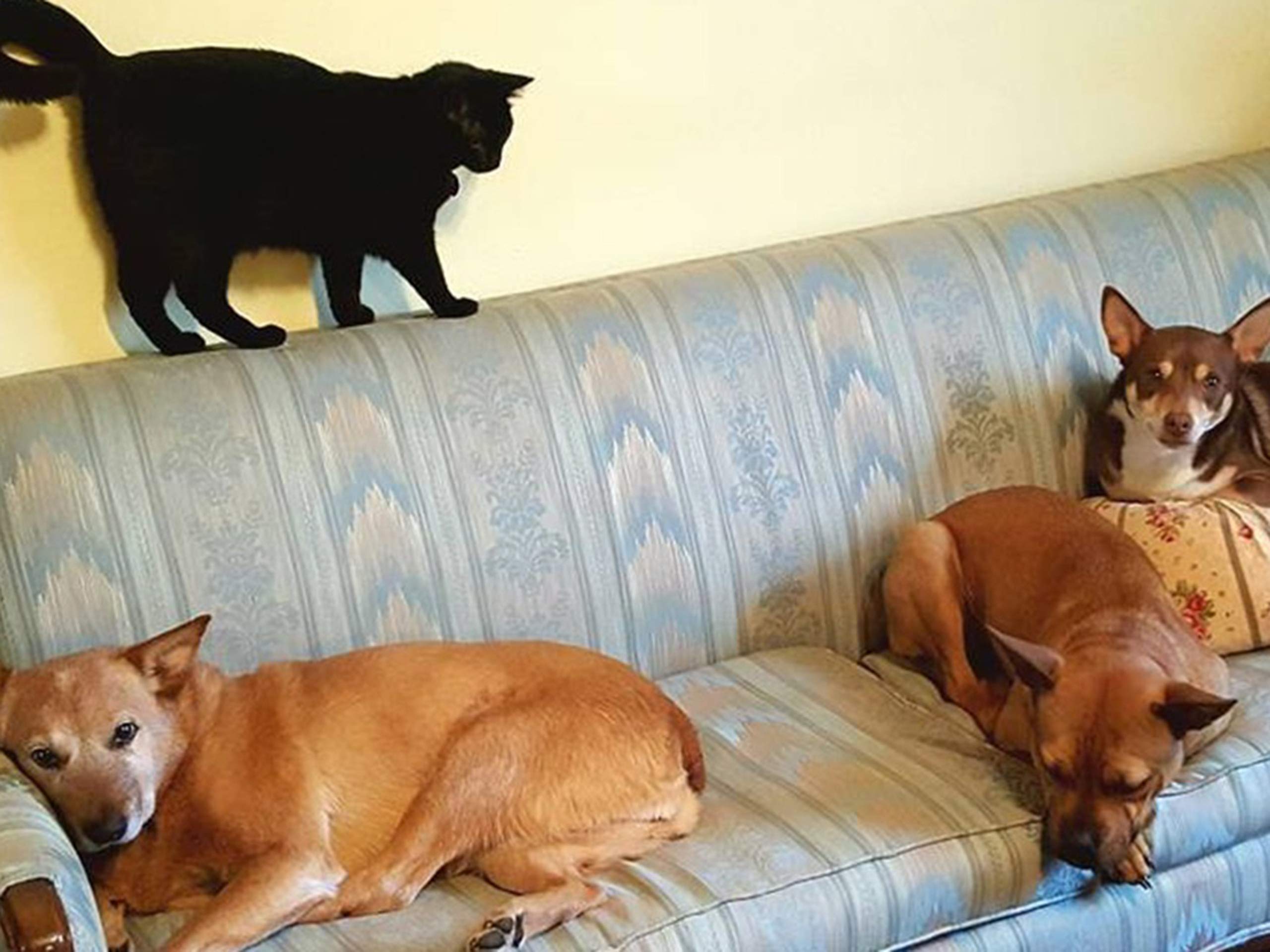 Watch Odd Couples - Season 1 | Prime Video