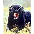 Amazon.com: Wildlife Animal Picture Wall Decor Art Print Snarling Black ...