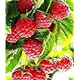 Amazon.com : 200 pcs Premium Red Raspberry Seeds - Grow Juicy and ...