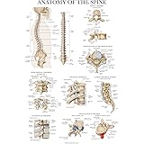 Amazon.com: 2 Pack: Spinal and Cranial Nerves + Anatomy of the Spine Poster Set - Set of 2 ...