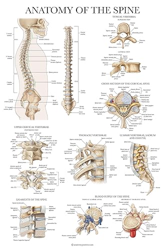 Palace Learning Anatomy of the Spine Poster - Laminated Spinal ...