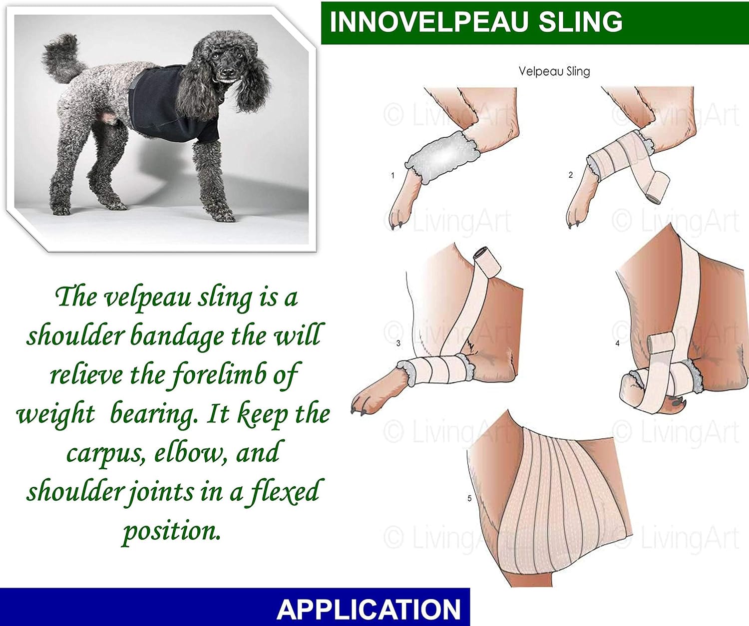 Commonly Used Splinting And Casting Techniques IVIS, 47% OFF