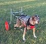 Amazon.com : Best Friend Mobility SitGo Dog Pet Wheelchair Revolution ...
