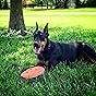 Pet Supplies : Hyper Pet Flippy Flopper Dog Frisbee Interactive Dog ...