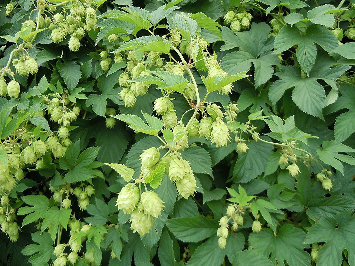 Amazon.com : 15 Seeds Humulus lupulus (Hops) Vine Plant : Garden & Outdoor