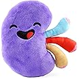 Amazon.com: Attatoy Plush Kidney, Stuffed Body Organ Toy for Get Well ...