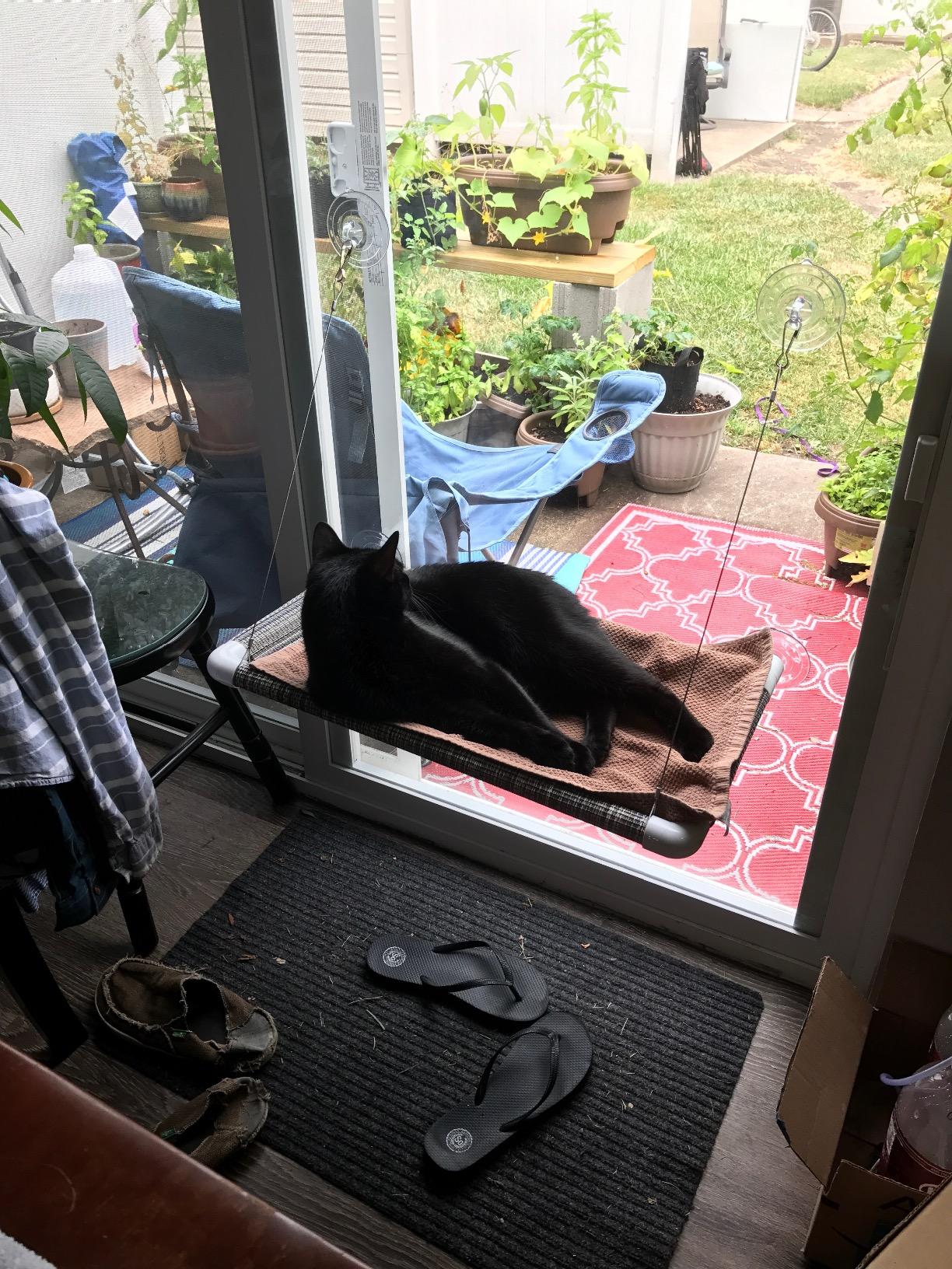 Pictures – Kitty Cot Original™