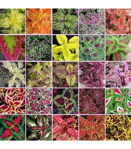 Impaciencia Y Plantas De Coleus Amazon.com: Más De 100 Semillas