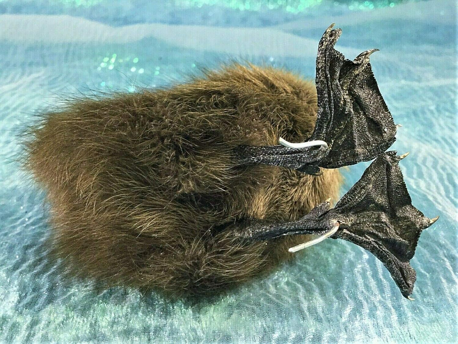 Real Bat Kerivoula Picta Asian Painted Spread Wing 7.5 Indonesia ...