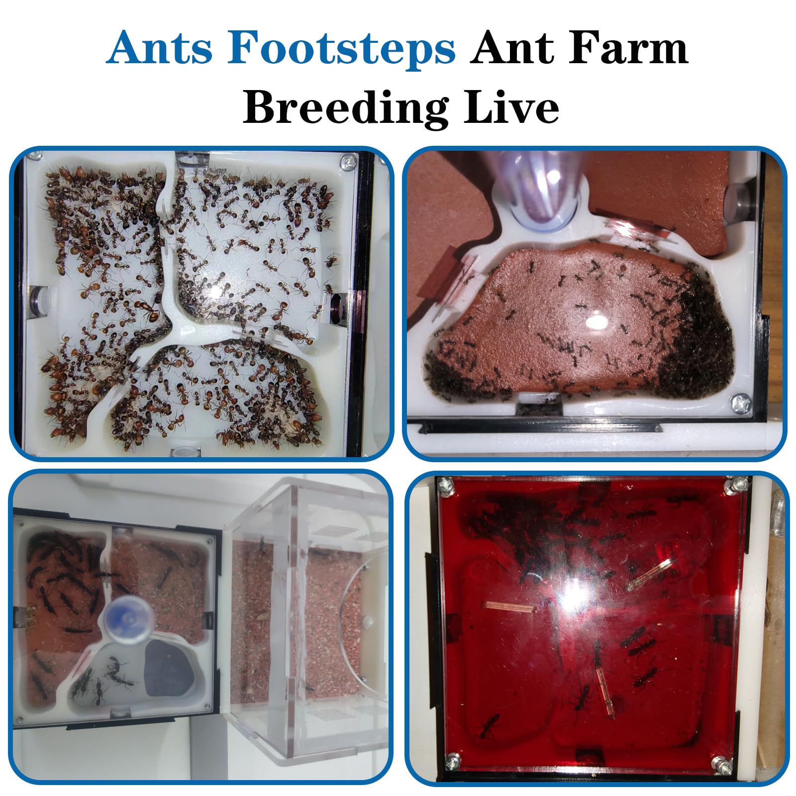 Mua Ant Farm Nest Science DIY Terrarium Kit Care for Live Ants Ant ...