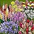 Colour Collection Spring Flower Bulbs - Purple (Pack of 50): Amazon.co ...
