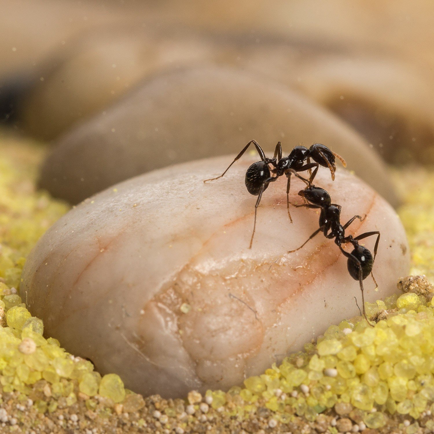 Ant Farm With Free Ants And Queen Educational Formicarium For LIVE Ant Farm With Free Ants And Queen Educational Formicarium For LIVE