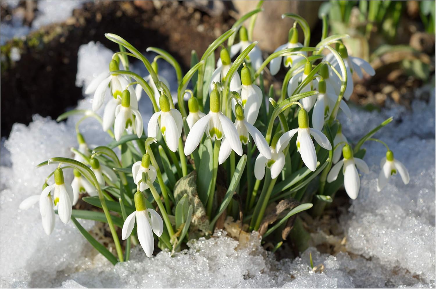10x Snowdrop Spring Flowering Garden Bulbs Galanthus Woronowii Autumn ...