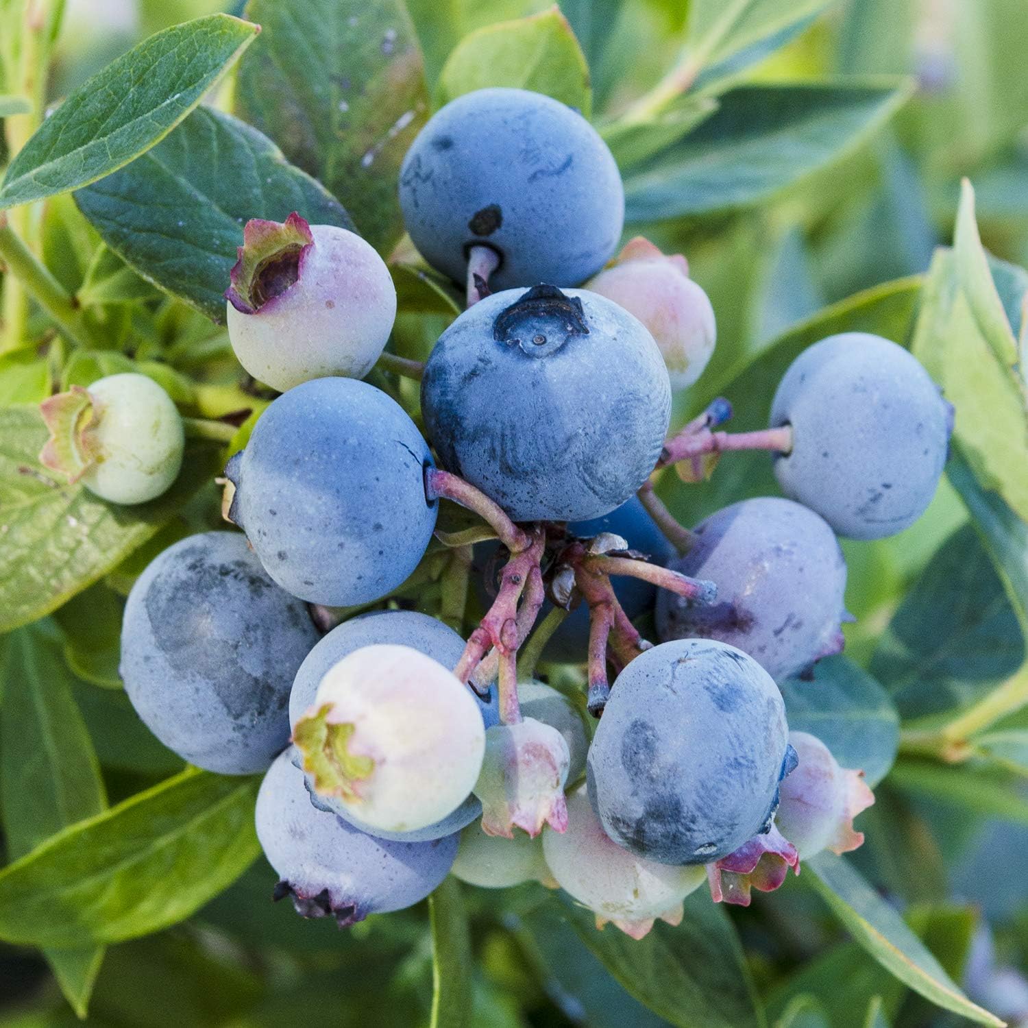 Amazon.com : Sunshine Blue Blueberry (Vaccinium), Live Jumbo Bareroot ...