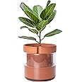 Amazon.com: Phoenix Vine 8 Inch Self Watering Planter Pot, Terracotta ...