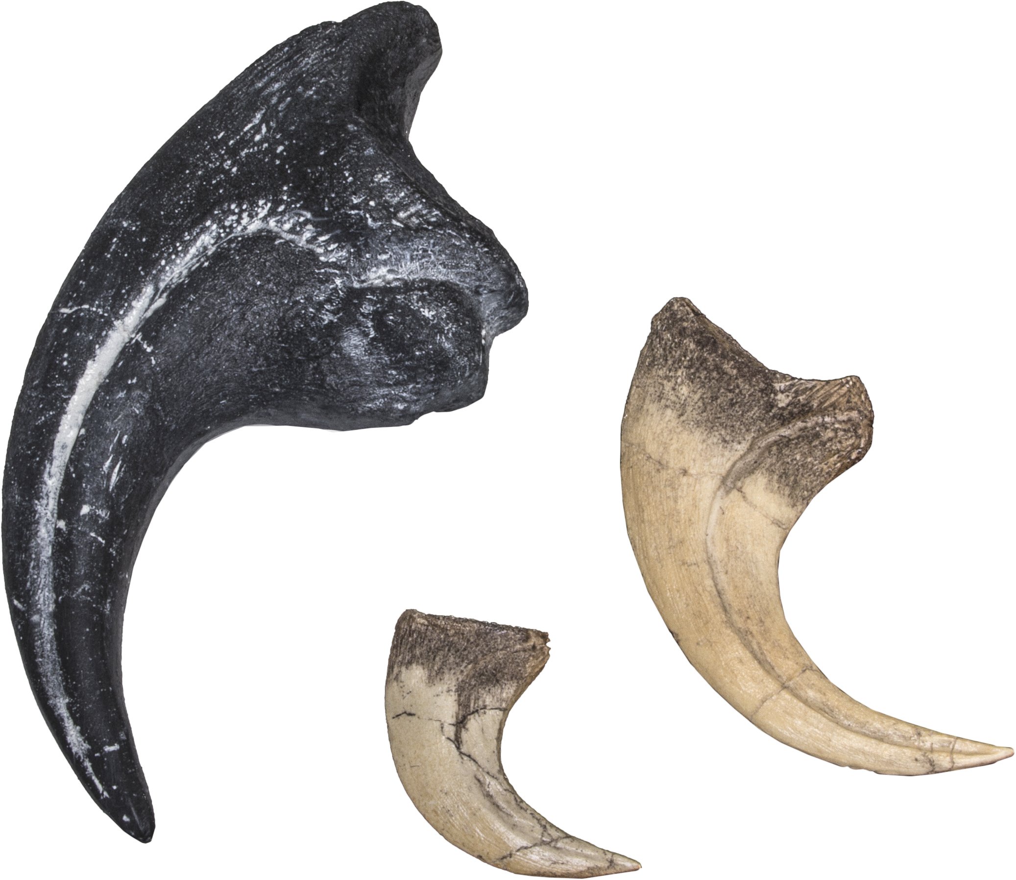 Mua Dinosaur Claw Set : Allosaurus, Velociraptor and Deinonychus ...