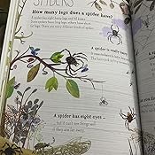 The Big Book of Bugs (The Big Book Series): Zommer, Yuval ...