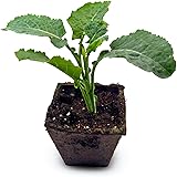Amazon.com : 9EzTropical - Green Giant Leaf Tree Collard Cutting - 2 ...