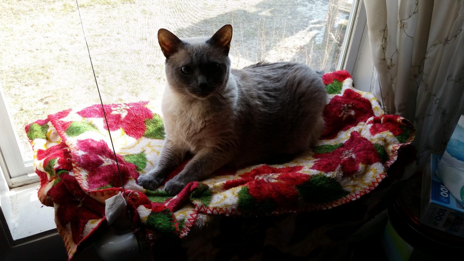 Pictures – Kitty Cot Original™