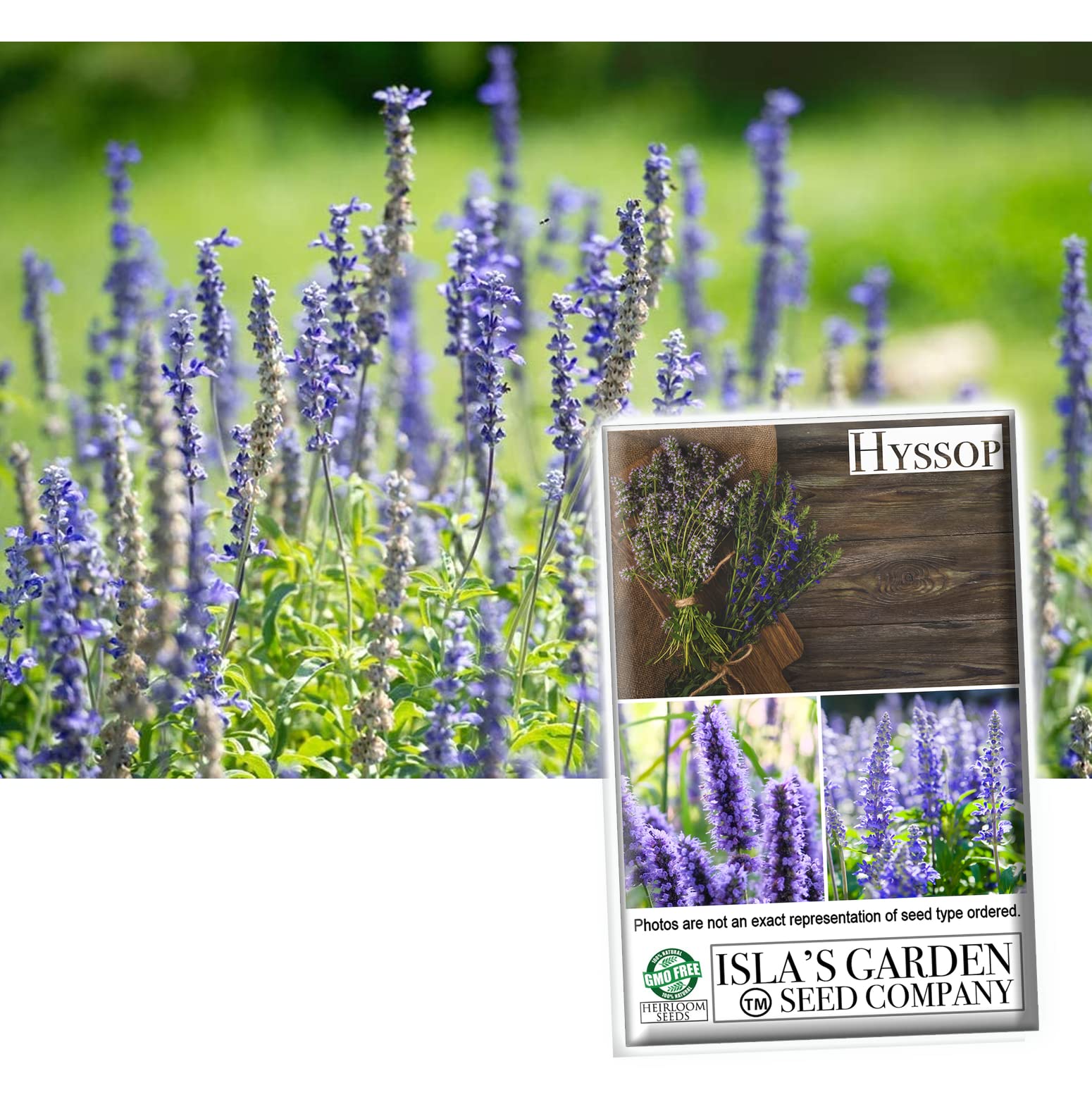 Hyssop Seeds for Planting, 1500+ Seeds Per Packet, (Isla's Garden Seeds ...