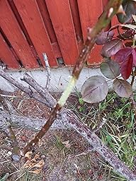 Cutting Globe Plant Propagator 11 Piece Set - Grow Roots on Plant ...