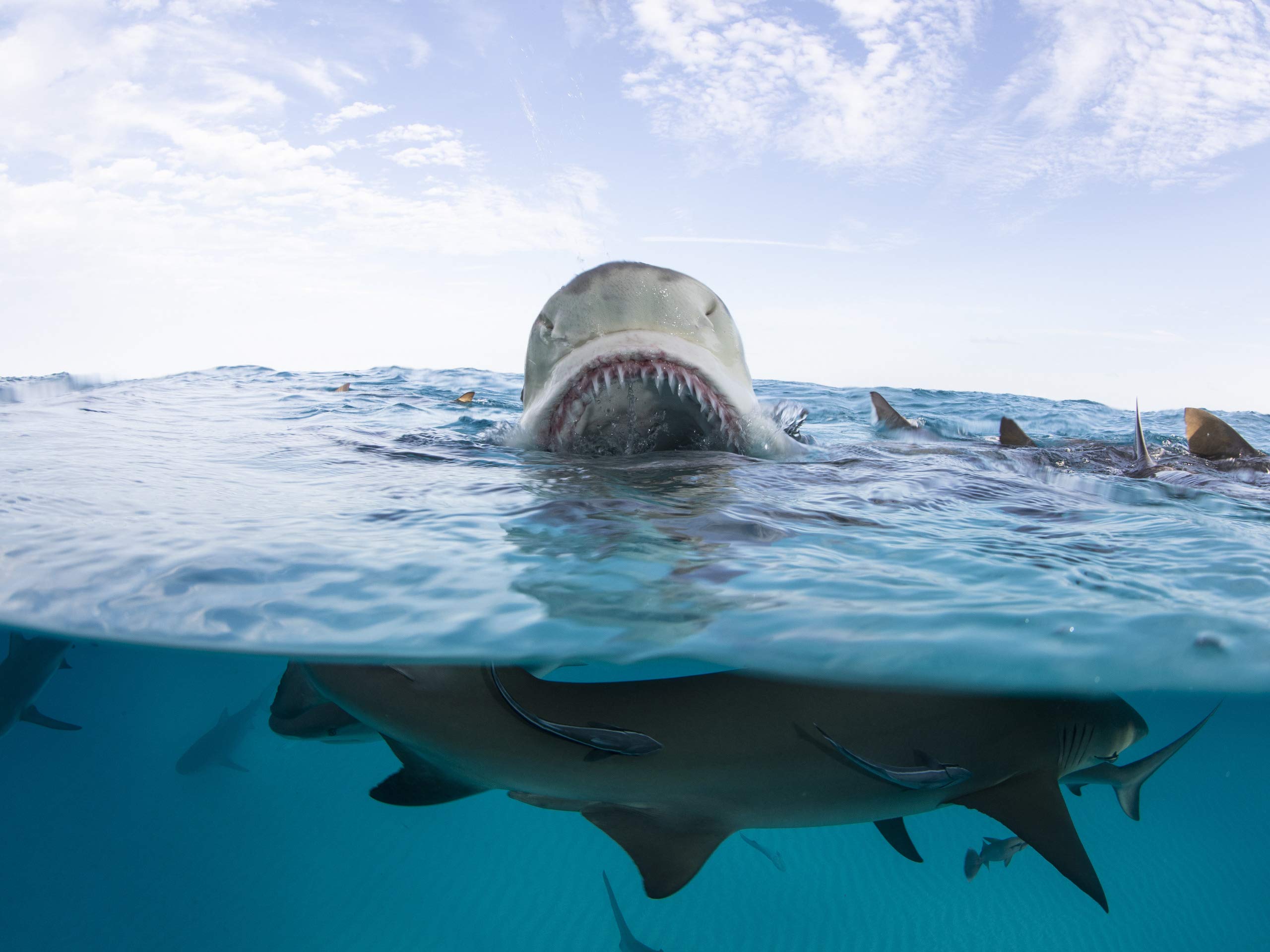 Watch Legend Of Deep Blue - Season 1 | Prime Video